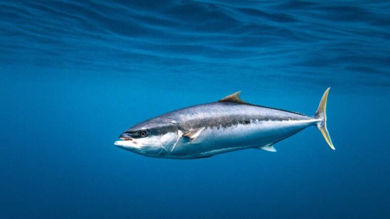 Welke vissen zie je op curaçao? - 10 soorten vissen - The Green Tourist